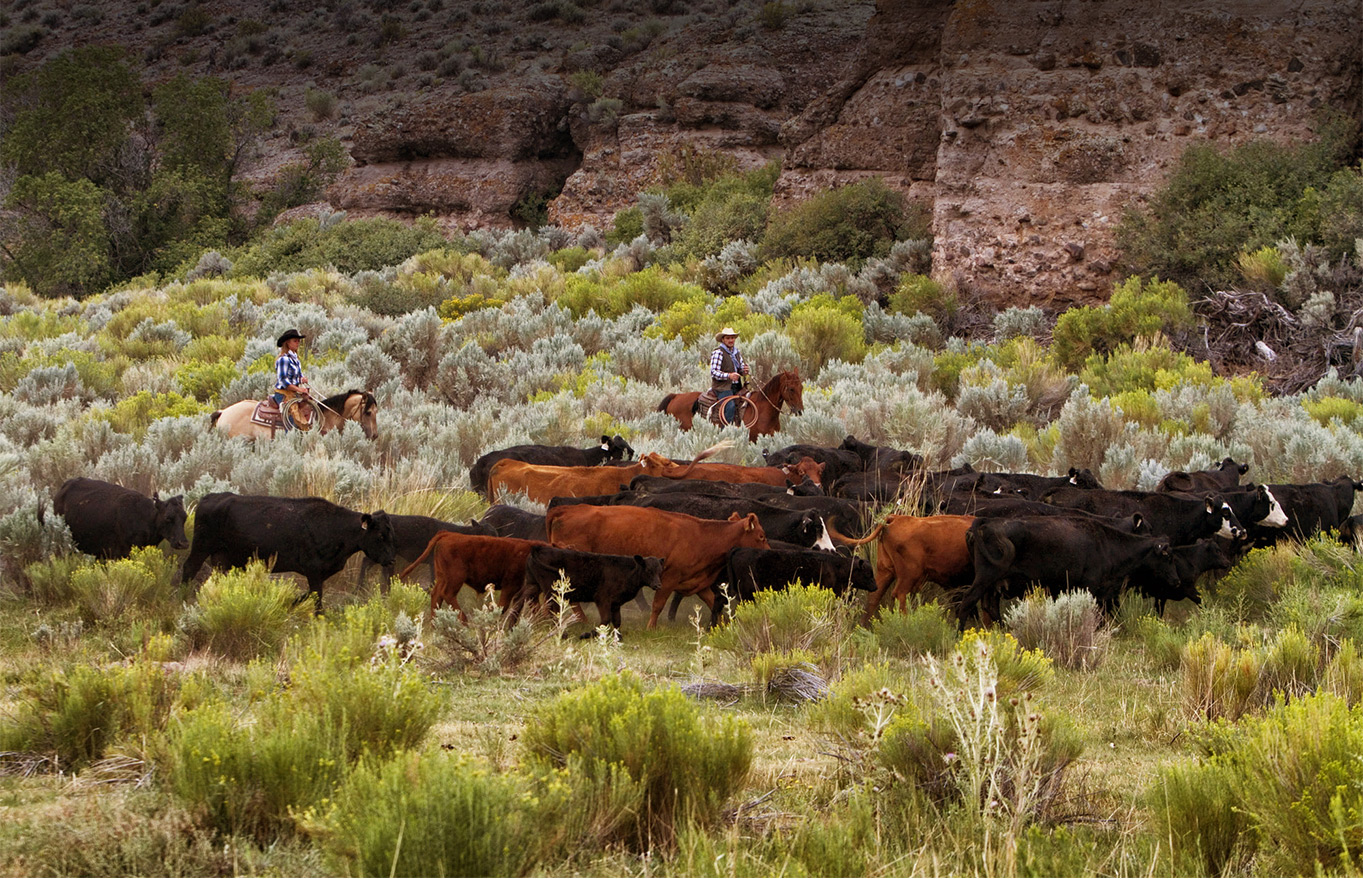 Cowboy & Dude Ranch Vacation - Rockin' R Ranch