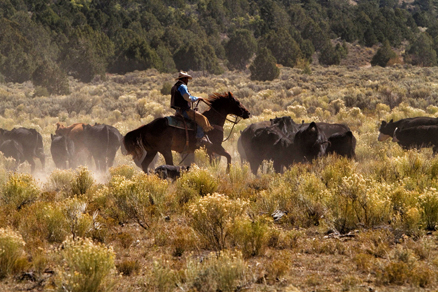 Cowboy & Dude Ranch Vacation - Rockin' R Ranch