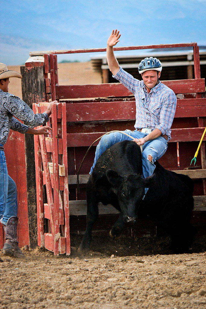 rodeo riding steers - Rockin' R Ranch